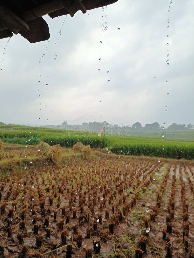 Rain in field stock image. Image of field, farm, soil - 225588947