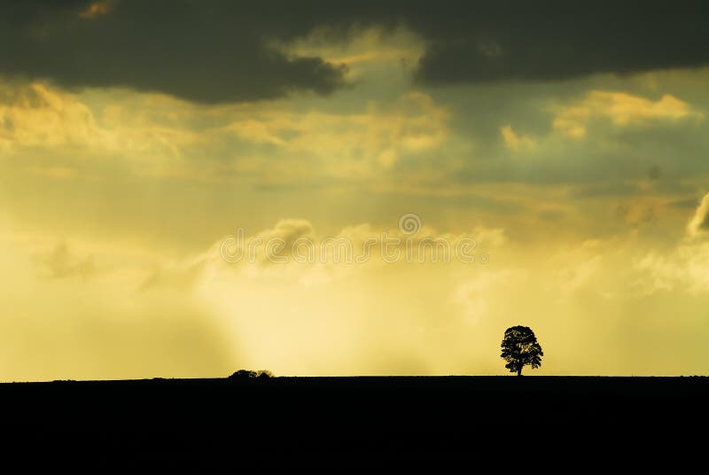 Rain in the Field with Sunset Stock Photo - Image of sunset, rain: 1908292