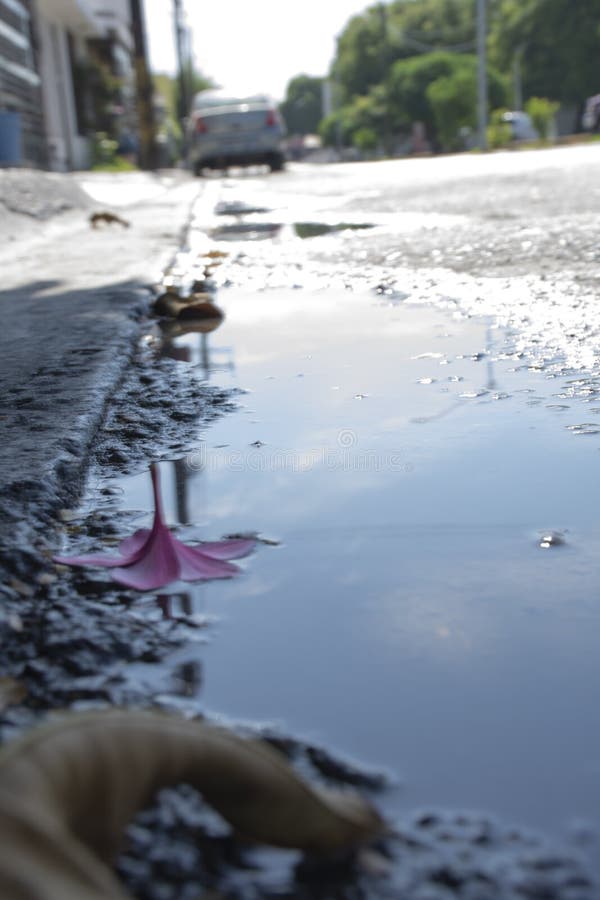After the Rain the Flowers Fall into the Water Stock Image - Image of ...