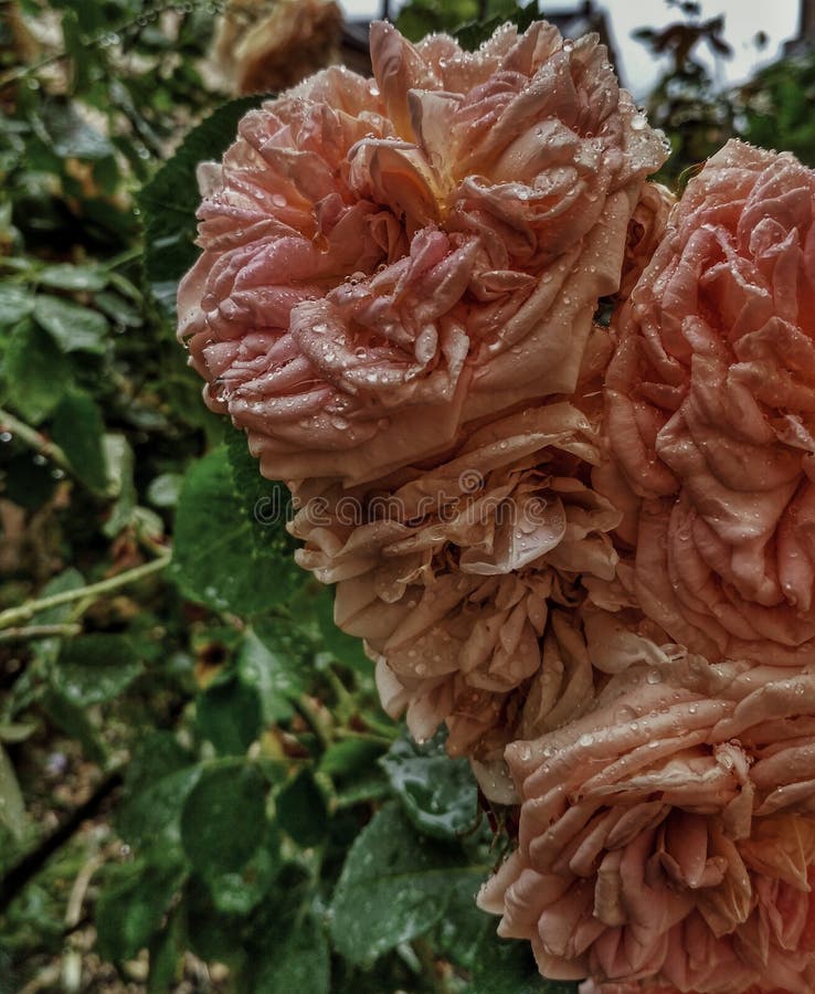 After rain. stock image. Image of roses, raining, beautiful - 95168595