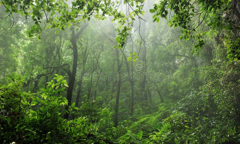 Rain-forest stock photo. Image of nature, humid, mist - 1621136