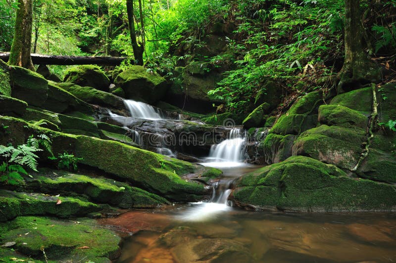 Rain forest stock photo. Image of beautiful, rock, fall - 21051960