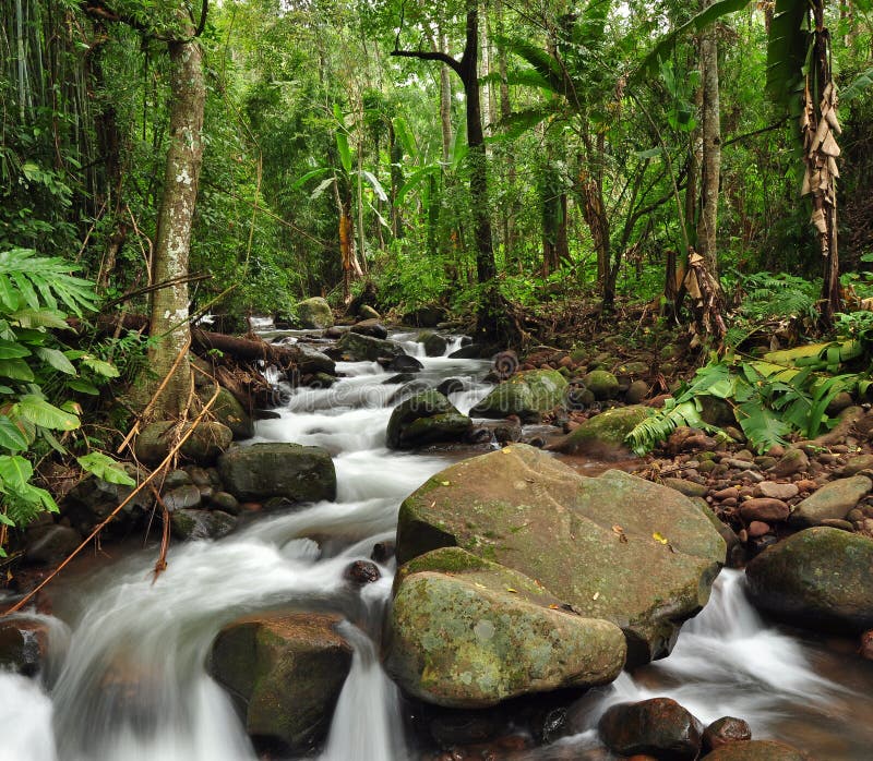 Rain forest stock photo. Image of beautiful, rock, fall - 21051960