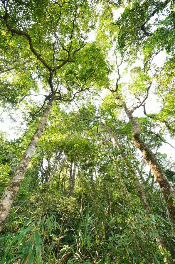 Rain Forest Picture. Image: 29616089