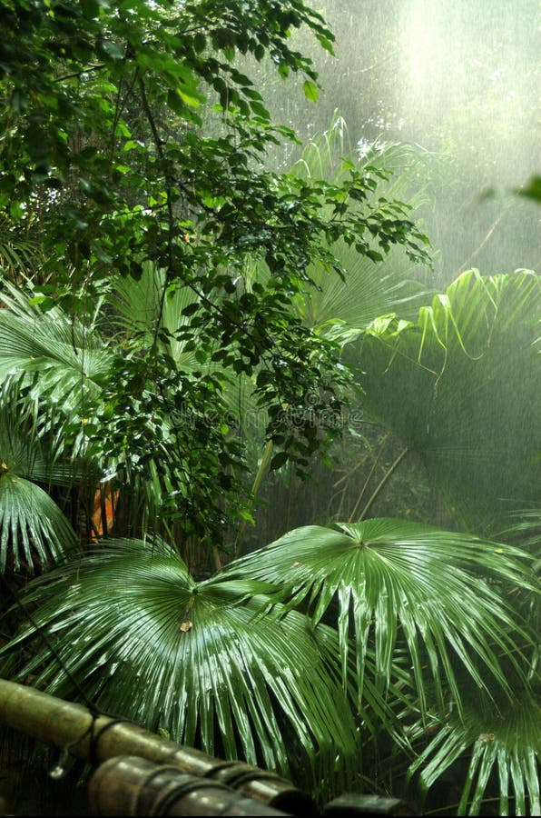 Rainforest stock image. Image of rainforest, water, rain - 3598975