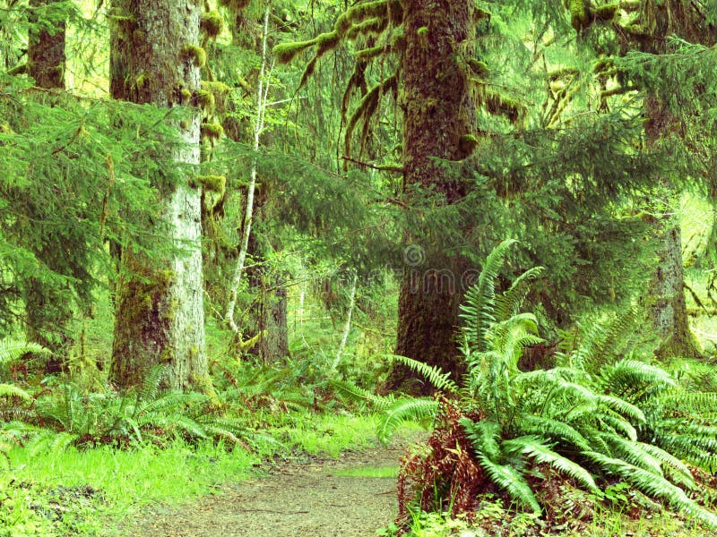 Rain Forest Picture. Image: 6089570