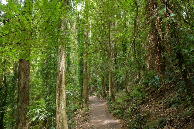 Rainforest path stock photo. Image of wind, natural, forest - 2381080