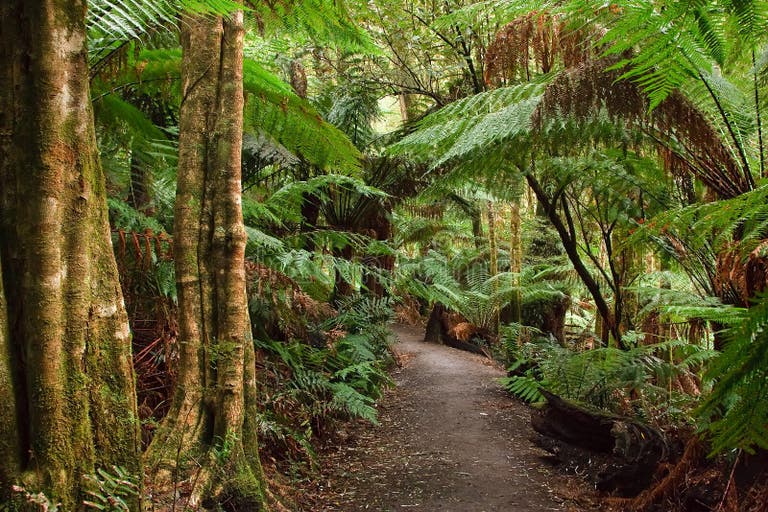 Rain forest, Australia stock image. Image of fern, leaf - 8387527