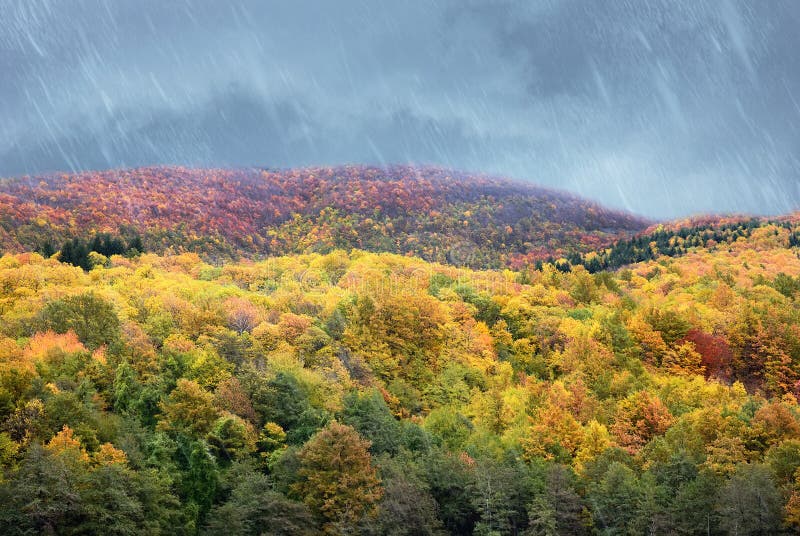 Rain in the forest stock image. Image of leaf, rain, forest - 33125195