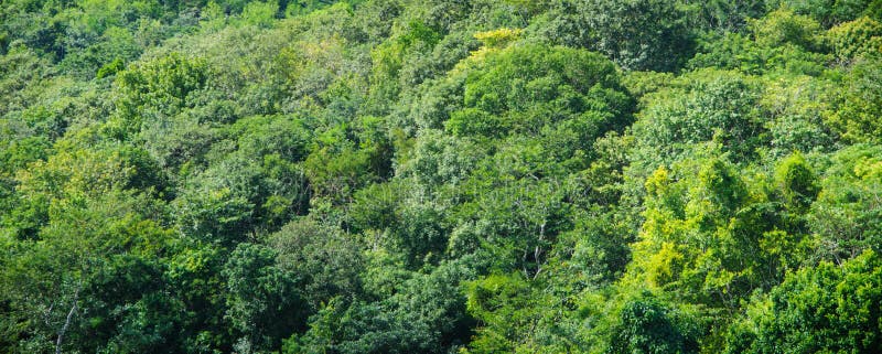 Rain Forest Background stock image. Image of beautiful - 35613357