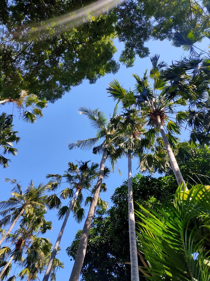 Rain Forest in Bali stock image. Image of forest, vegetation - 221268115