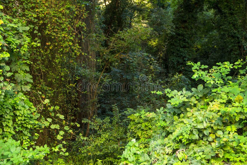 Rain Forest Baltata Reservation Stock Image - Image of outdoor, swamp ...