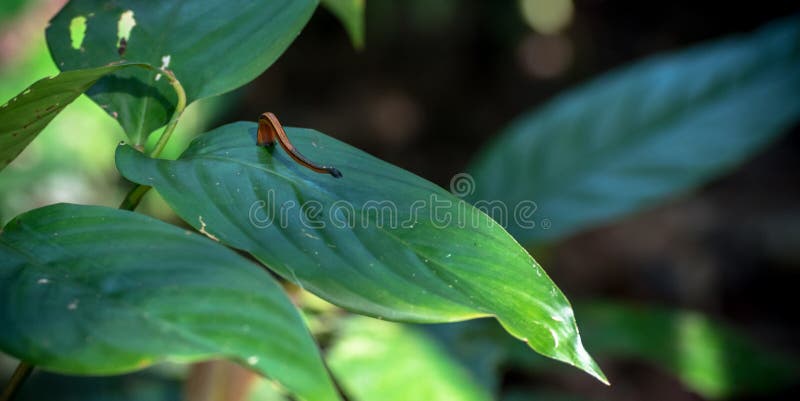 In the Rain Forest of Borneo are Crazy Tiger Leech Stock Image - Image ...