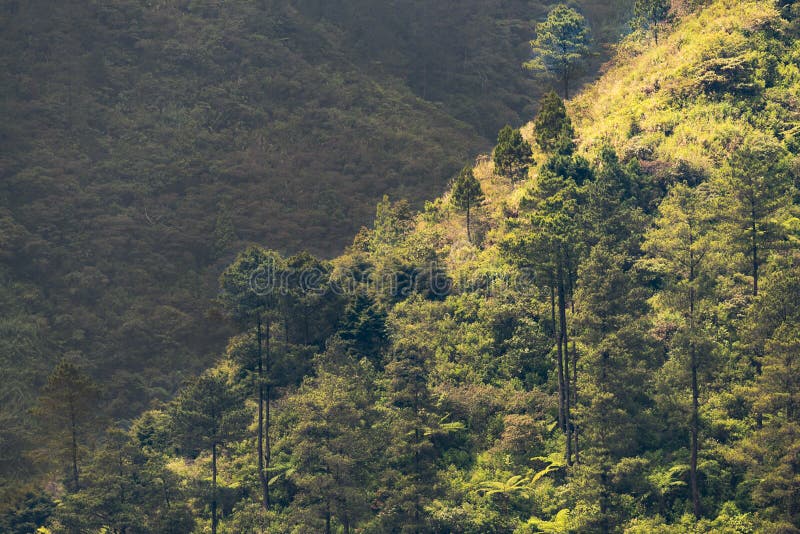 Rain forest cliff view stock photo. Image of nature - 130670402