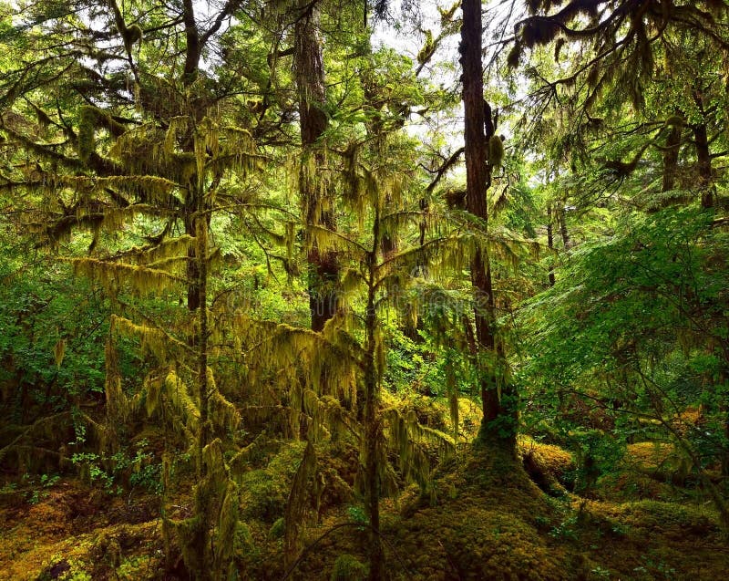 Rain Forest stock image. Image of tree, plant, colorful - 33877439