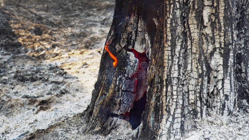 After Rain Forest Fire Disaster is Burning Caused by Human Stock Video ...