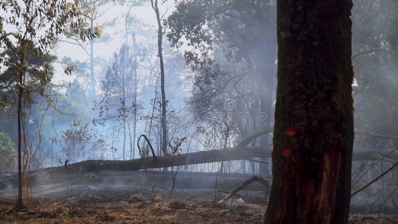 After Rain Forest Fire Disaster Burning Caused by Human Stock Footage ...
