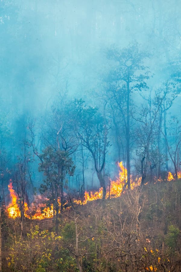 Rain Forest Fire Disaster is Burning Caused by Humans Stock Image ...