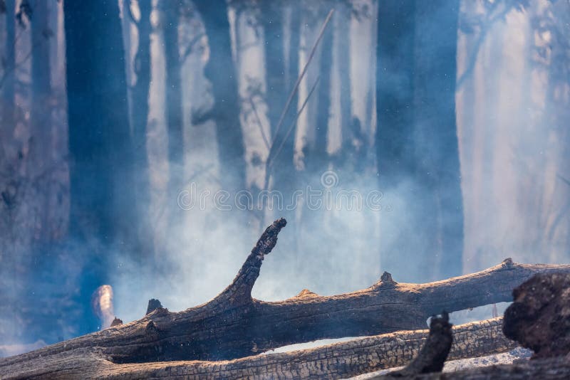After Rain Forest Fire Disaster is Burning Caused by Humans Stock Image ...