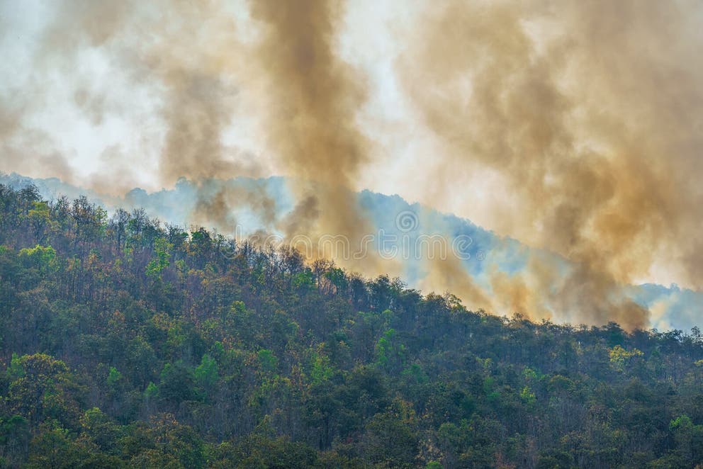 Rain Forest Fire Disaster is Burning Caused by Human Stock Image ...