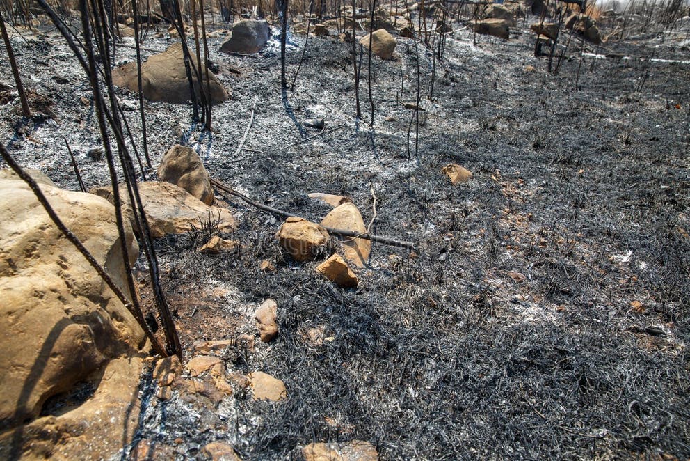 After Rain Forest Fire Disaster is Burning Caused by Humans Stock Photo ...