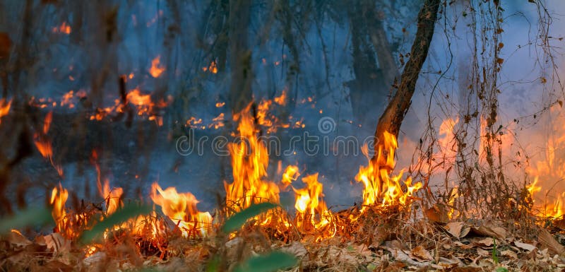 Rain Forest Fire Disaster is Burning Caused by Humans Stock Photo ...