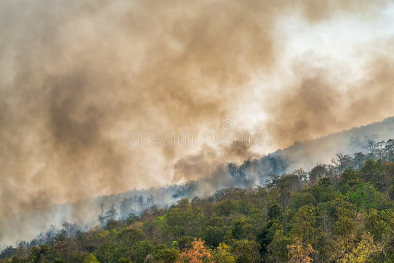 Rain Forest Fire Disaster is Burning Caused by Humans Stock Image ...