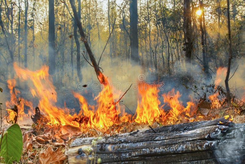 Rain Forest Fire Disaster is Burning Caused by Humans Stock Image ...