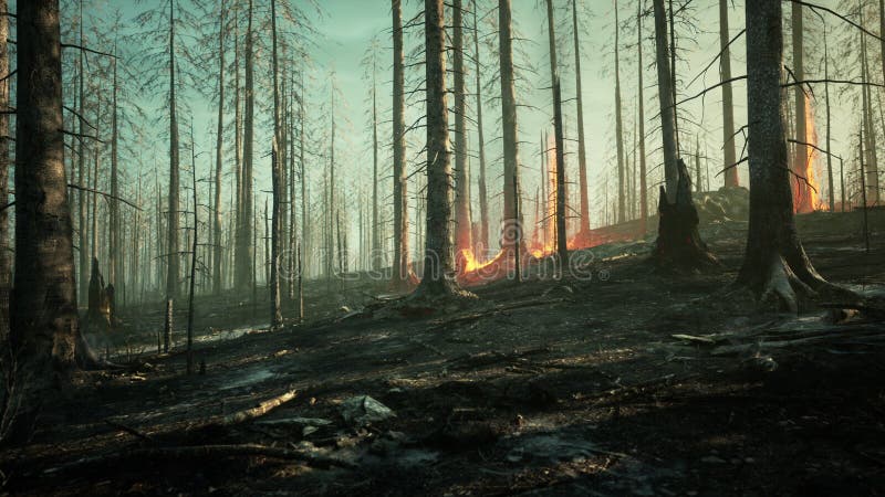 Rain Forest Fire Disaster is Burning Caused by Humans Stock ...