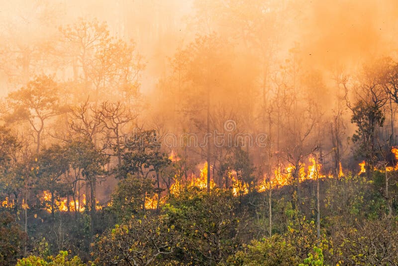 Rain Forest Fire Disaster is Burning Caused by Human Stock Photo ...
