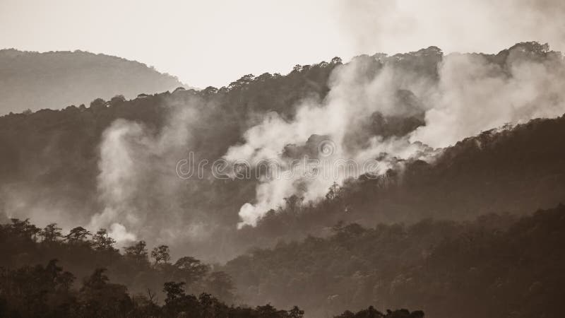 Rain Forest Fire Disaster Burning Caused by Humans Stock Footage ...