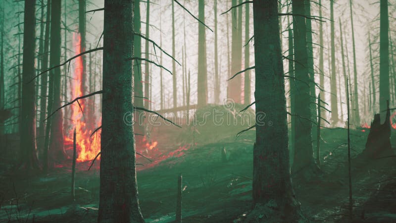 Rain Forest Fire Disaster is Burning Caused by Humans Stock Image ...