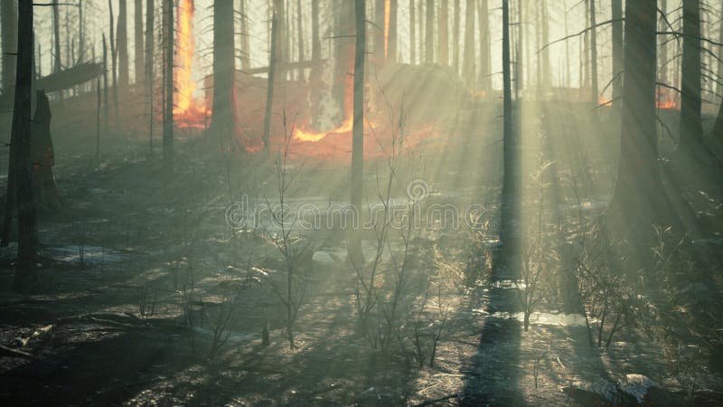 Rain Forest Fire Disaster is Burning Caused by Humans Stock ...