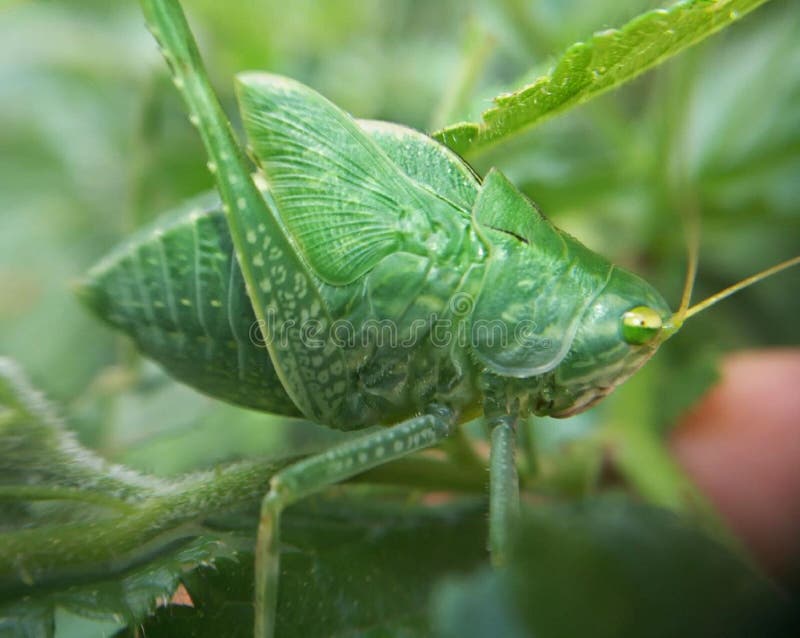 Forest Hopper, Astictopterus Sp, Hesperiidae, Manu,Tripura Stock Photo ...