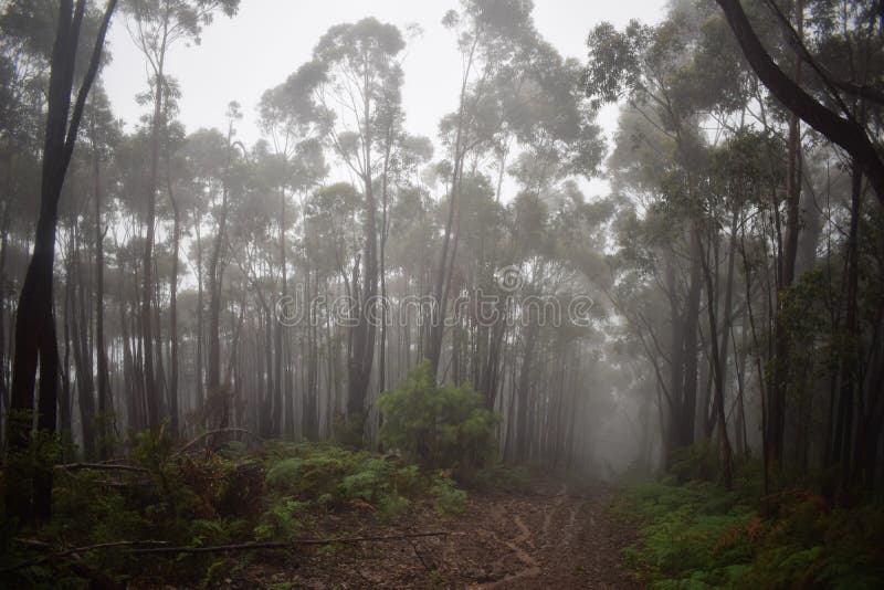 Rain Forest Hill path stock photo. Image of hill, morning - 91031184
