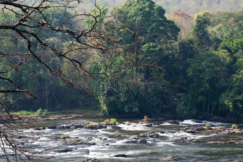 Rain Forest Jungle with Stream of River Water in Kerala India Stock ...