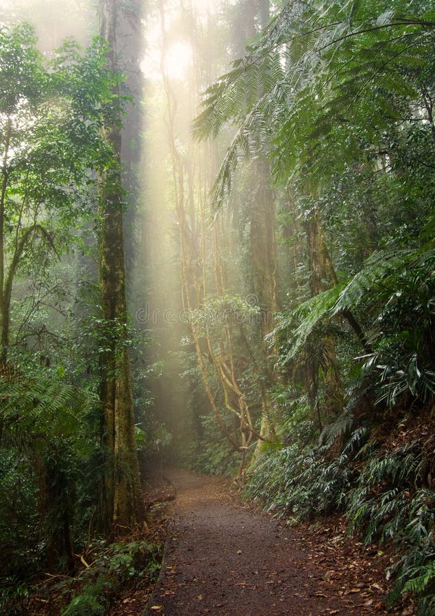 Light in the rainforest stock image. Image of light, rainforest - 7293649