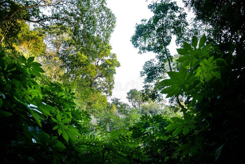 Rain forest stock photo. Image of green, beautiful, forest - 91087506