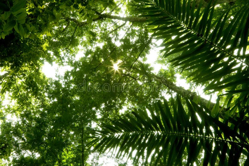 Rain-forest low angle stock image. Image of nature, ecology - 3493587