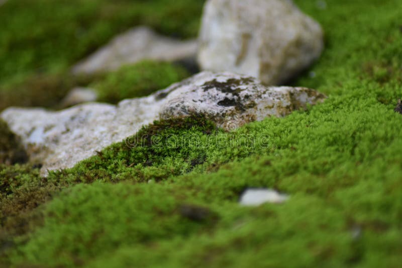 Rain Forest Miniature Landscape with Rock Hill Stock Image - Image of ...