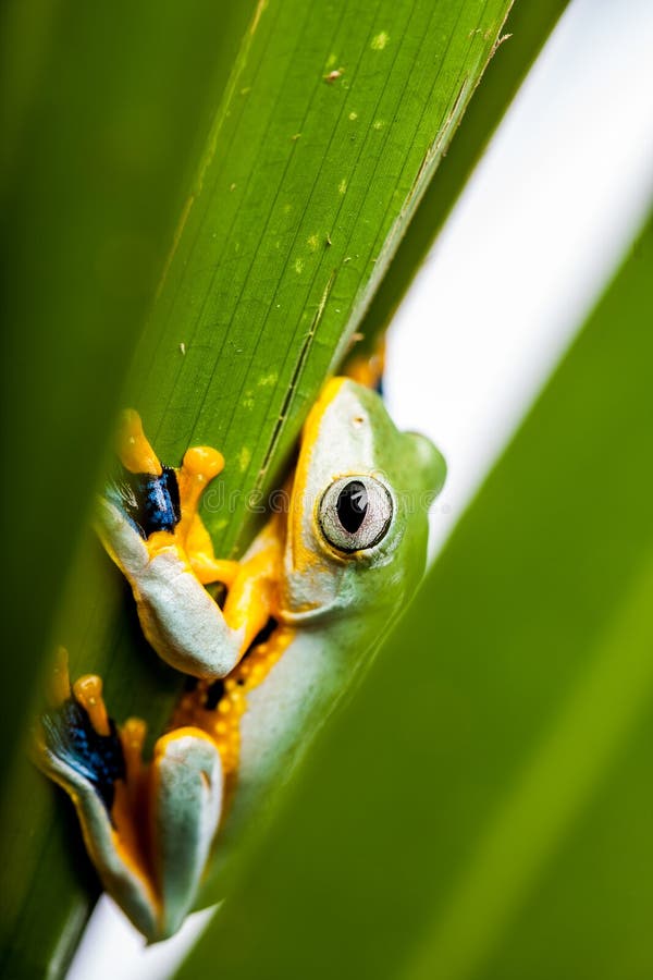 Rain Forest, Natural Environment, Exotic Frog Stock Image - Image of ...
