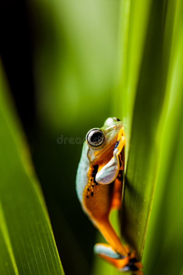 Rain Forest, Natural Environment, Exotic Frog Stock Image - Image of ...
