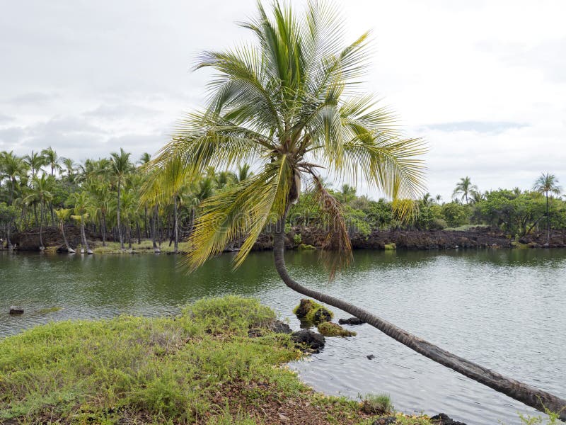 Rain Forest and Ocean Coast, Hawaii Stock Image - Image of rain, plant ...