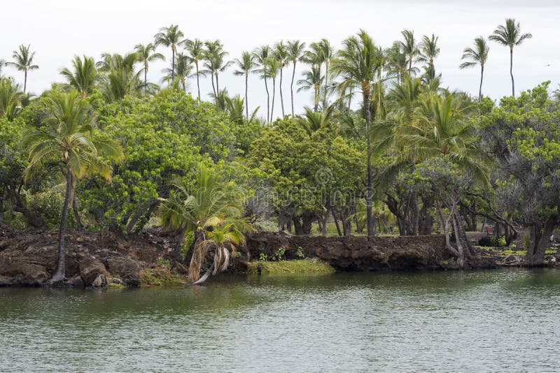 Rain Forest and Ocean Coast, Hawaii Stock Image - Image of rain, plant ...