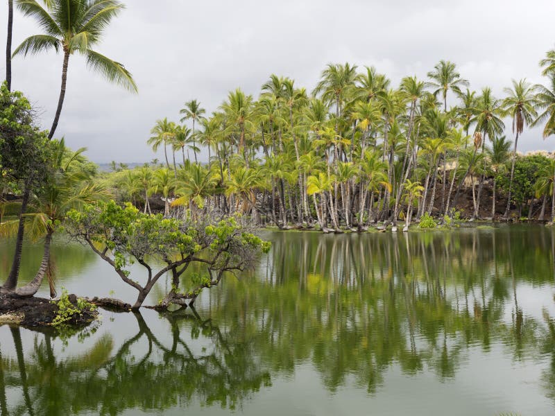 Rain Forest and Ocean Coast, Hawaii Stock Image - Image of rain, plant ...