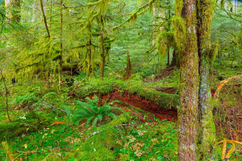 Rain Forest in Oregon stock photo. Image of oregon, park - 65817190