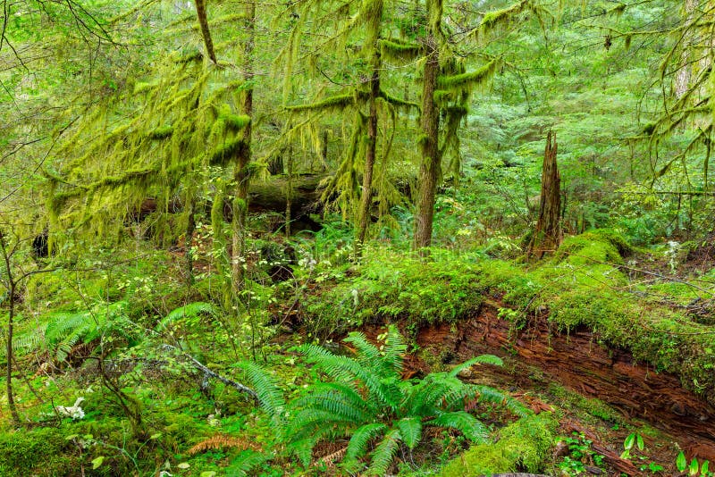 Rain Forest in Oregon stock photo. Image of fallen, coast - 65817214