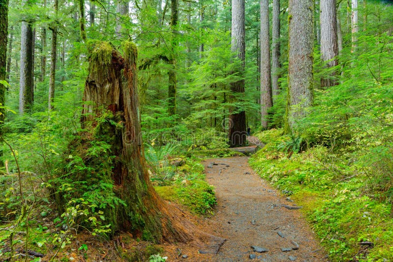 Rain Forest in Oregon stock image. Image of forest, trunk - 65817345