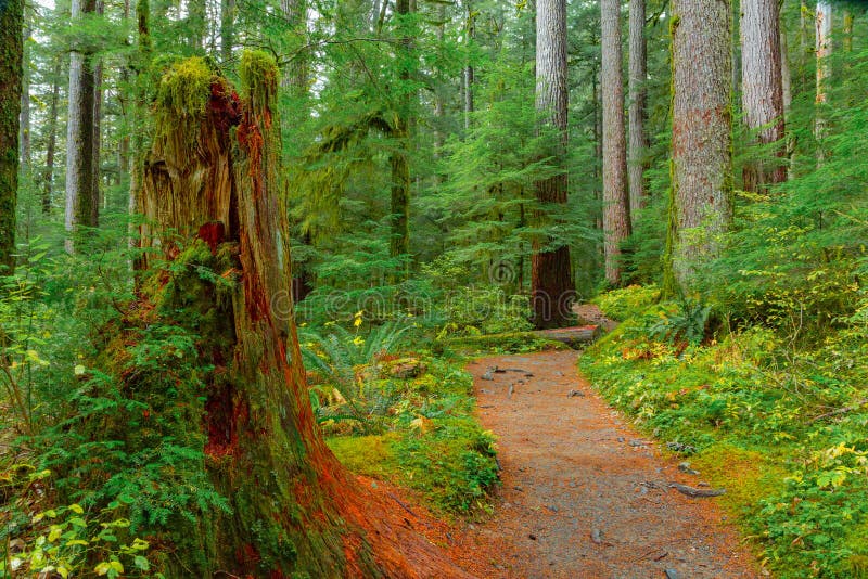 Rain Forest in Oregon stock photo. Image of pacific, ecology - 65822002
