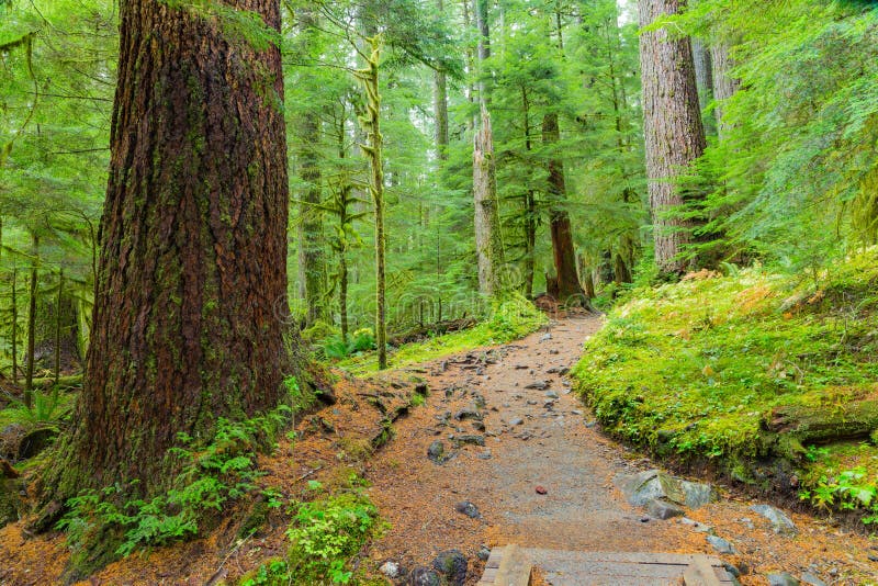 Rain Forest in Oregon stock image. Image of tree, rainforest - 65822007